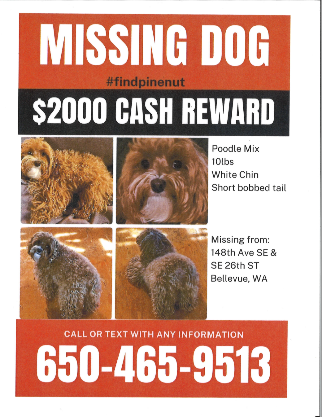 LOST DOG – REWARD – BC Student Bulletin Board
