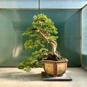 Bonsai | Japan Week at Bellevue College